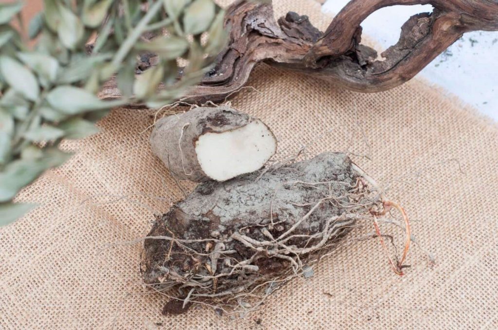 La racine de tamus : bienfaits et propriétés contre la douleur